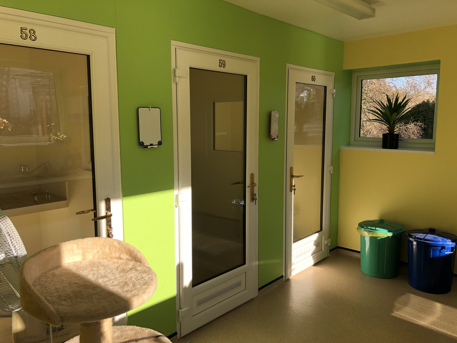 Cattery services by Blakeston Lodge