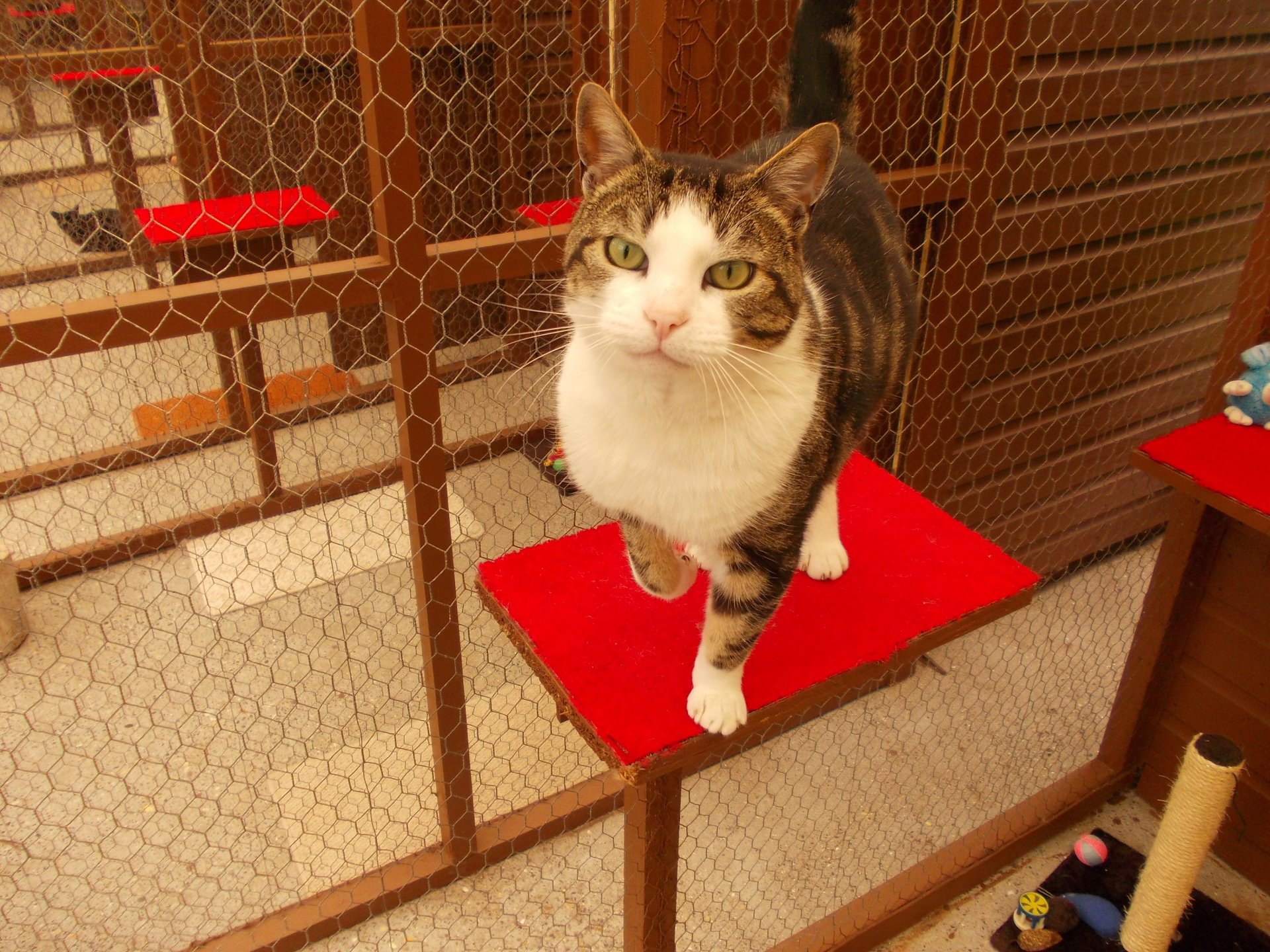 Cattery services by Blakeston Lodge