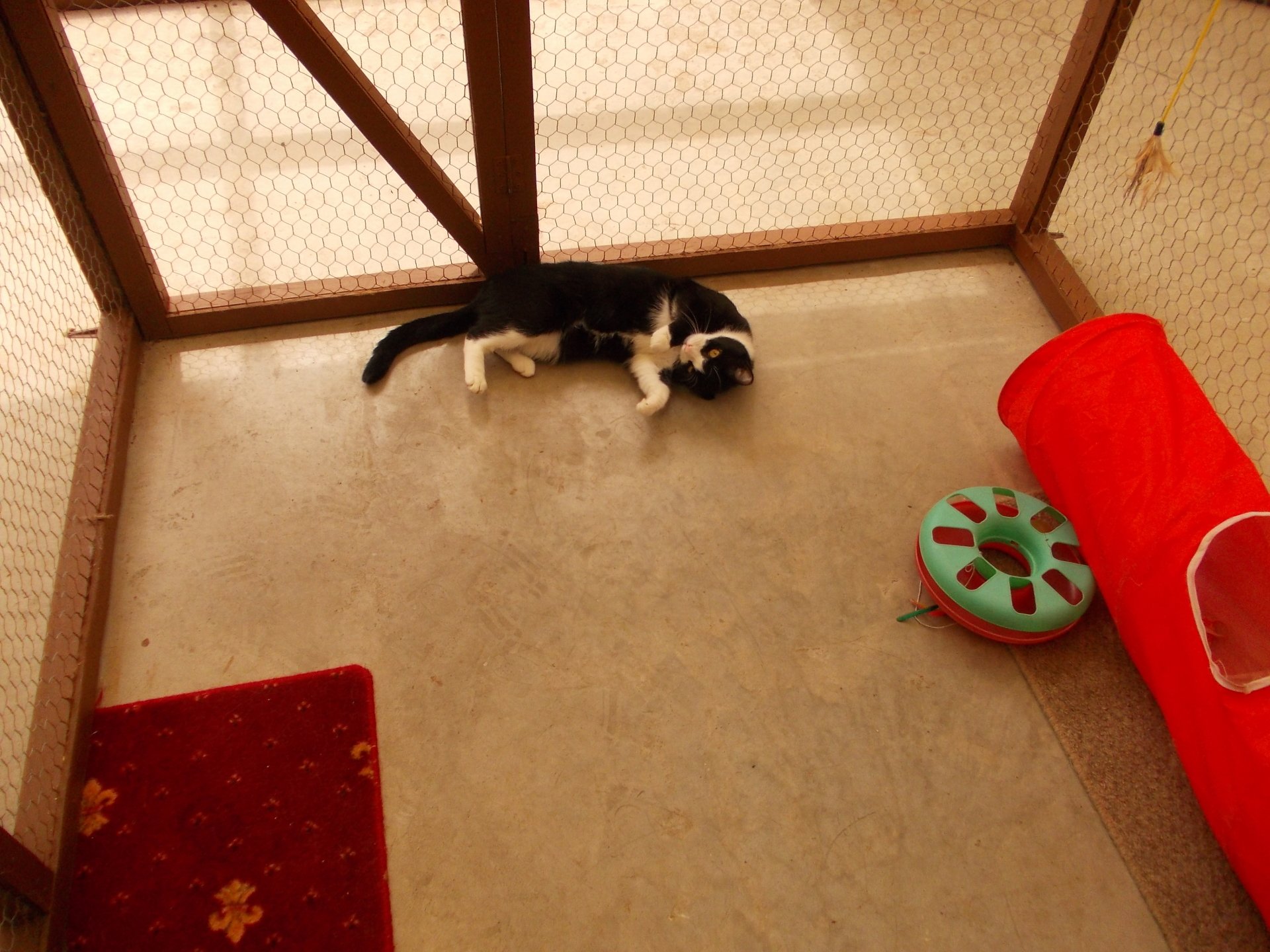 Cattery services by Blakeston Lodge