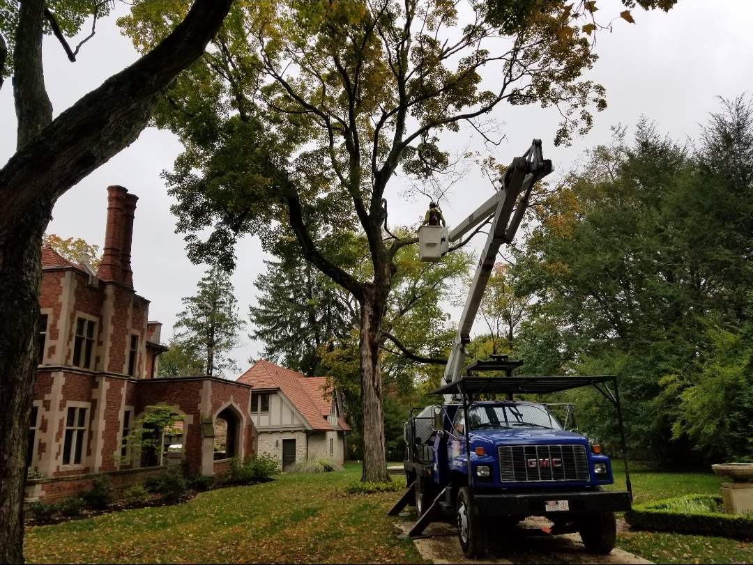 4 Seasons Arborscapes LLC: Professional Tree Care at Your Fingertips