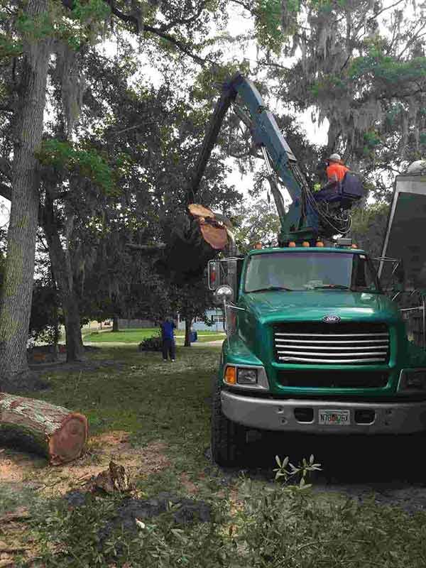 Tree Care Services | Fleming Island, FL | Absolute Tree & Stump