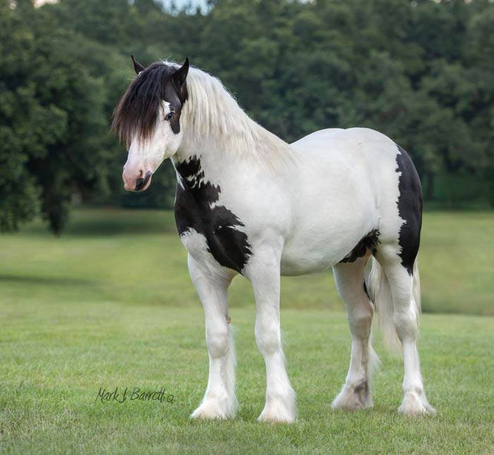 The Legend of Castlecomer