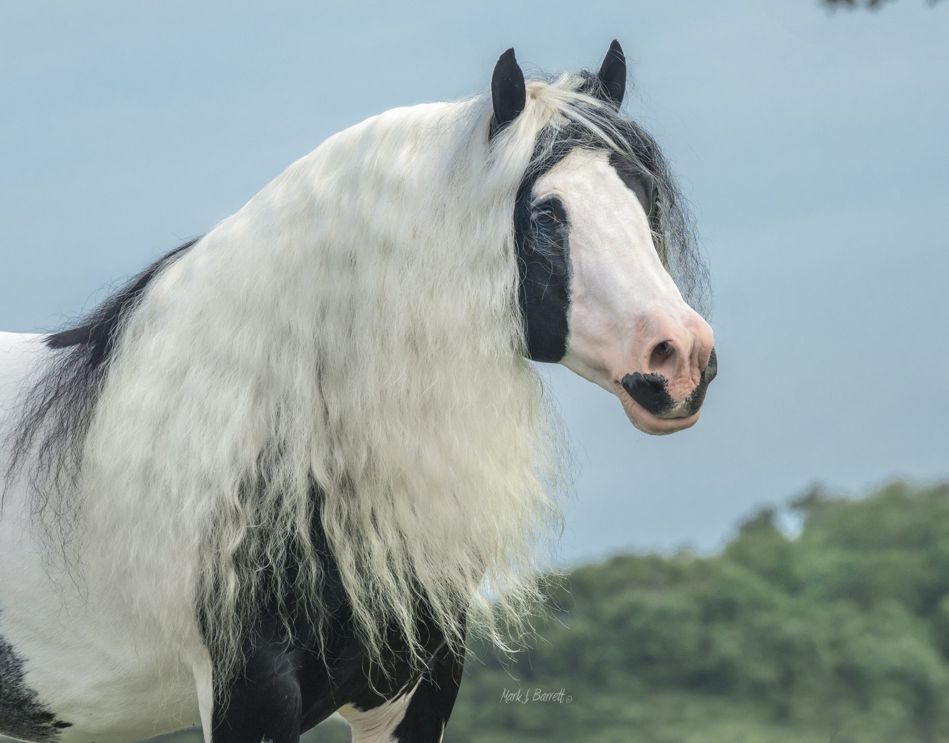 The Legend of Castlecomer