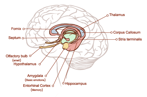 Treatment for PTSD and Complex Trauma - Wales | Traumaform