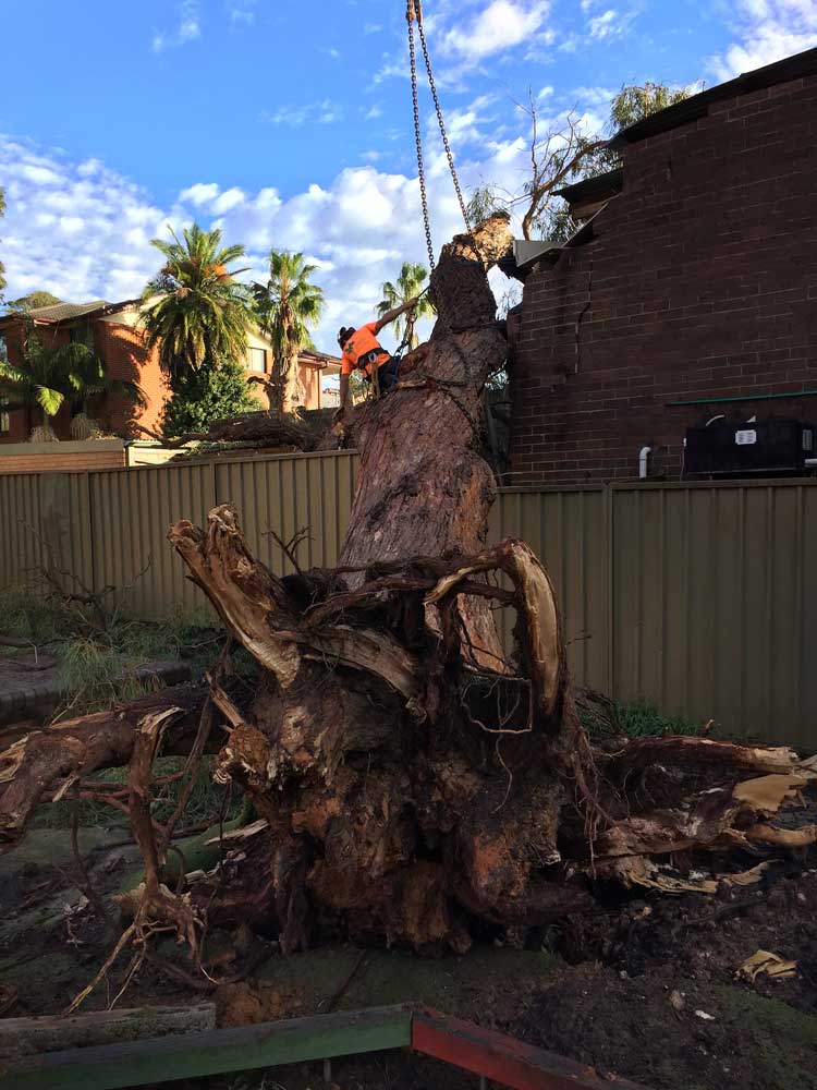 Walton's Tree Care Services Testimonials and Gallery | Wollongong