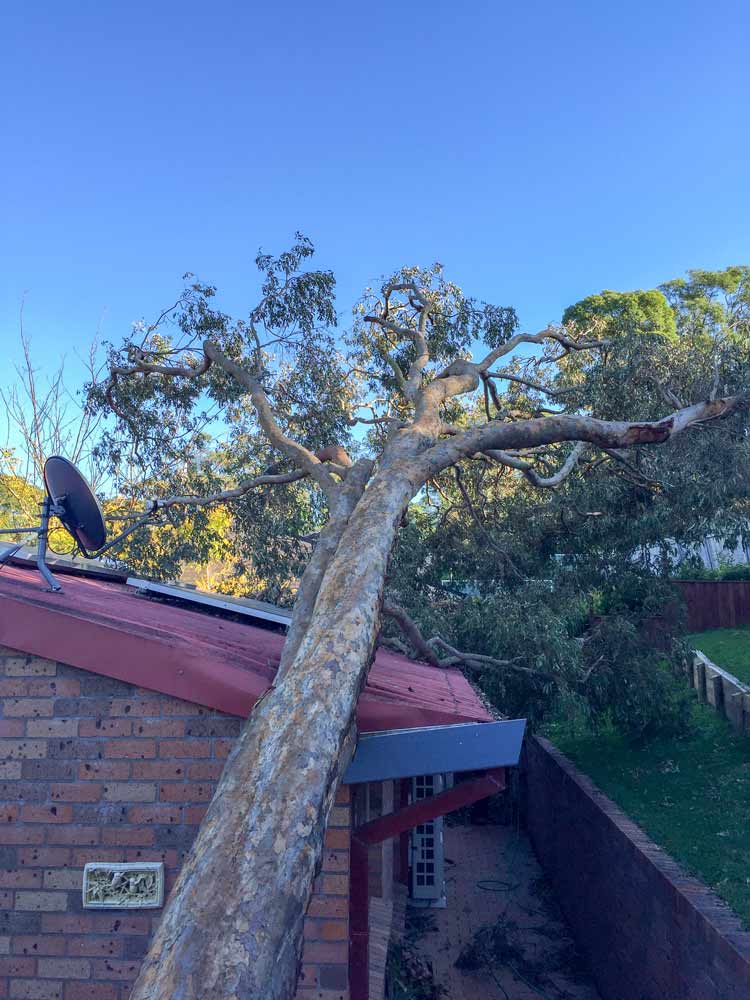 Walton's Tree Care Services Testimonials and Gallery | Wollongong