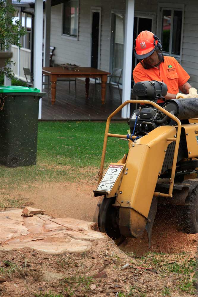 Walton's Tree Care Services Testimonials and Gallery | Wollongong