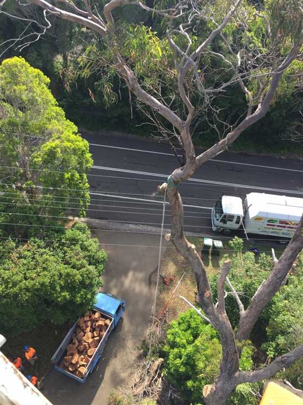Contact Walton's Tree Care Service | Wollongong