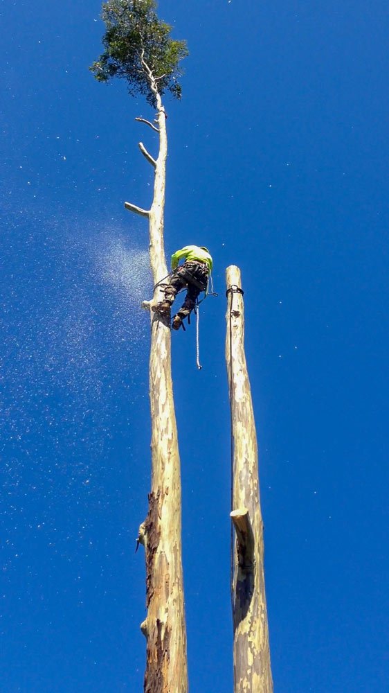 Walton's Tree Care Services Testimonials and Gallery | Wollongong