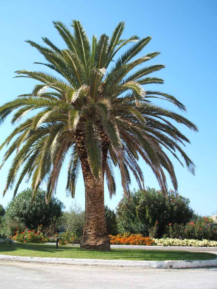 Walton's Tree Care Services Testimonials and Gallery | Wollongong
