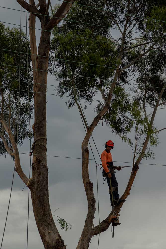 Walton's Tree Care Services Testimonials and Gallery | Wollongong