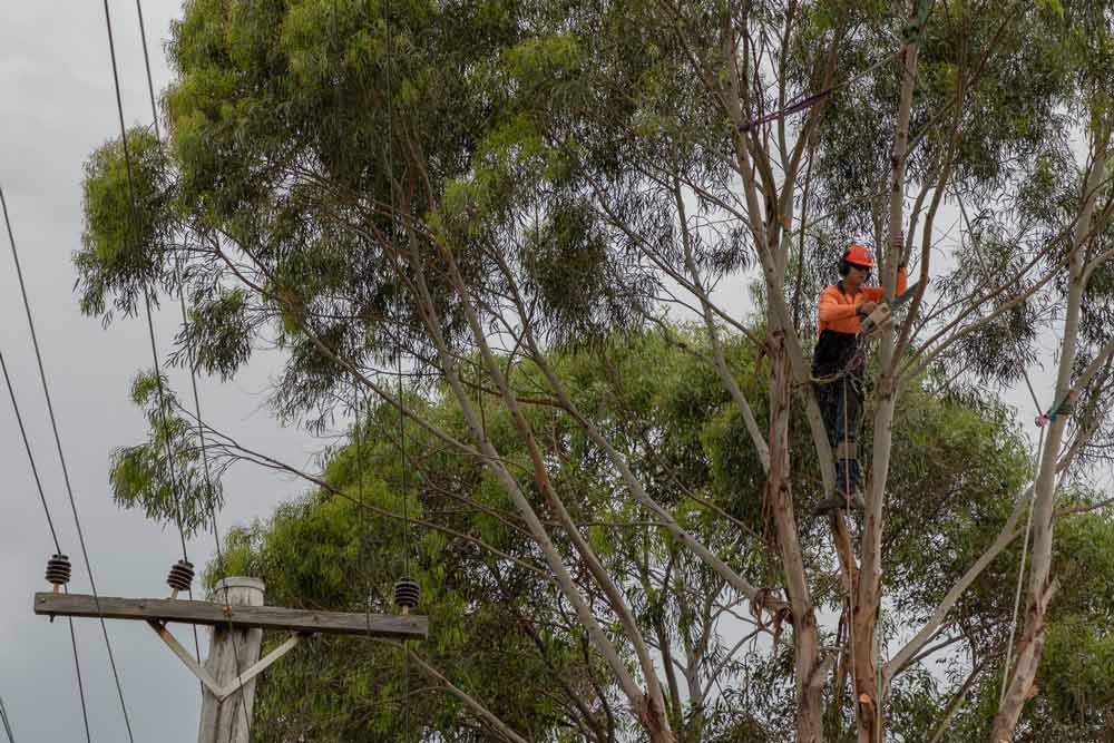 Walton's Tree Care Services Testimonials and Gallery | Wollongong