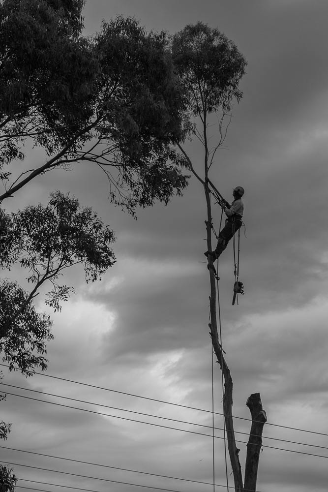 Walton's Tree Care Services Testimonials and Gallery | Wollongong
