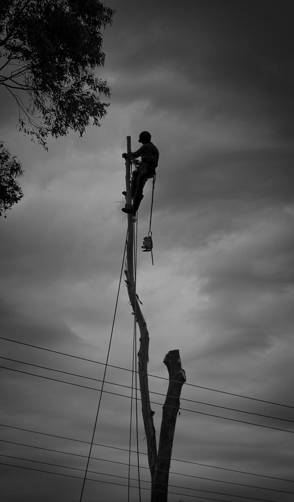 Walton's Tree Care Services Testimonials and Gallery | Wollongong