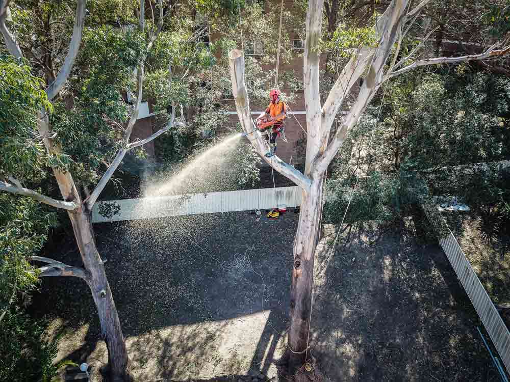 Walton's Tree Care Services Testimonials and Gallery | Wollongong