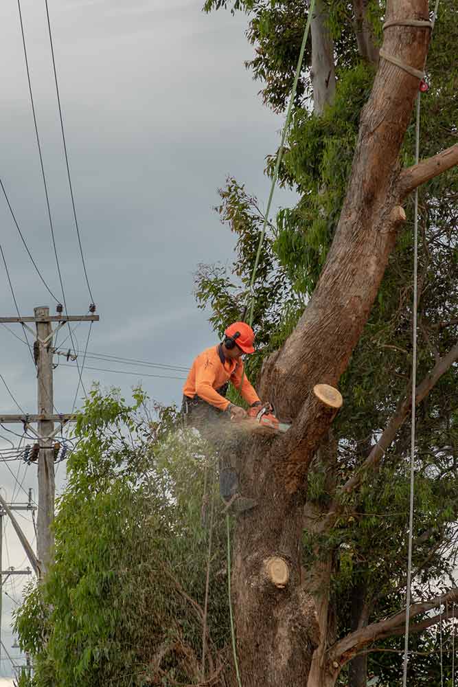 Walton's Tree Care Services Testimonials and Gallery | Wollongong