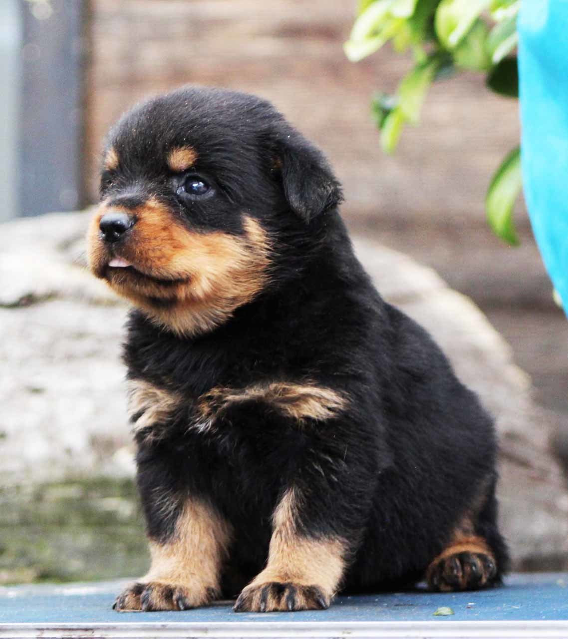 Rottweiler Mexico | Criadero Rottweiler.mx