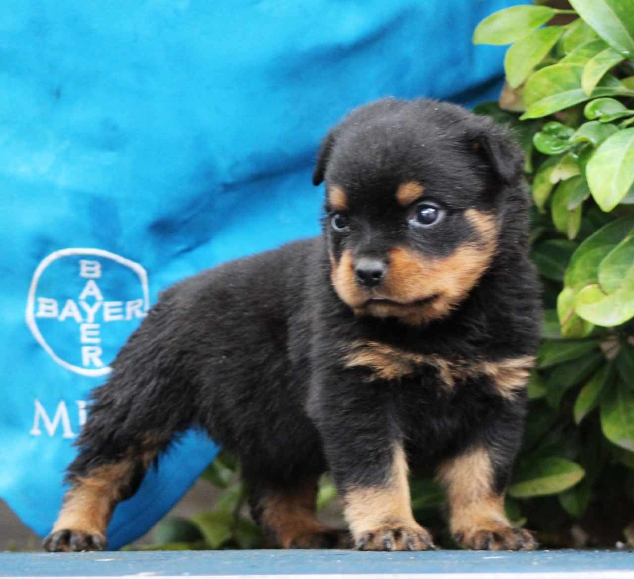 Rottweiler Mexico | Criadero Rottweiler.mx