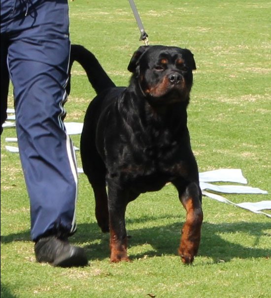 Rottweiler Mexico | Criadero Rottweiler.mx
