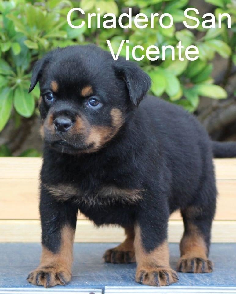 Rottweiler Mexico | Criadero Rottweiler.mx
