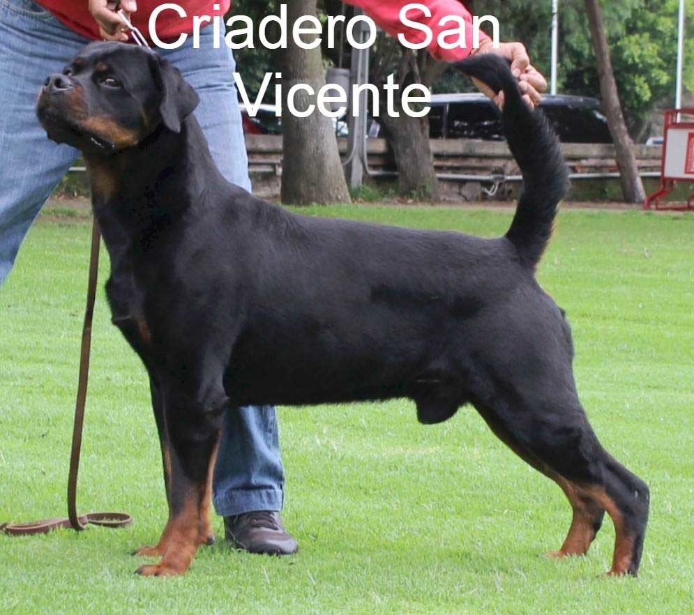 Rottweiler Mexico | Criadero Rottweiler.mx