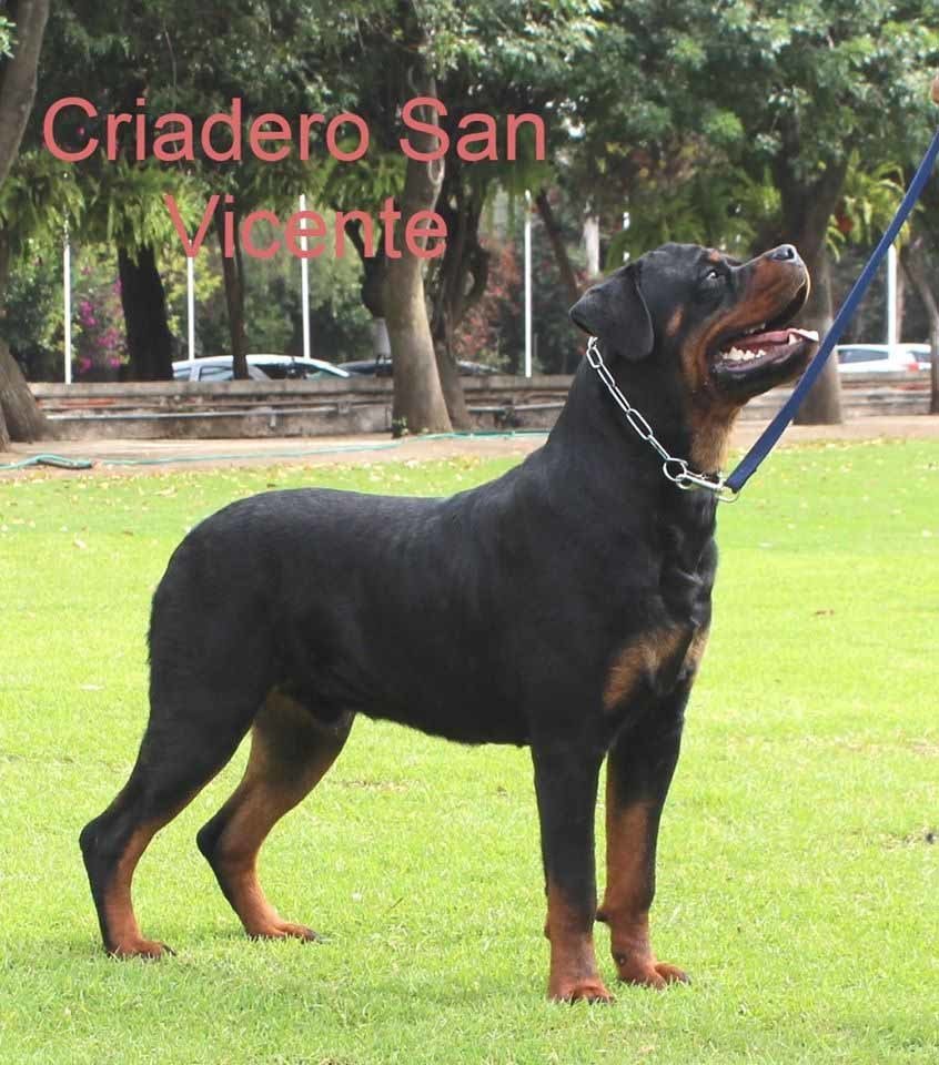 Rottweiler Mexico | Criadero Rottweiler.mx