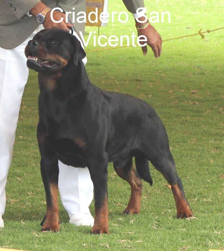 Rottweiler Mexico | Criadero Rottweiler.mx