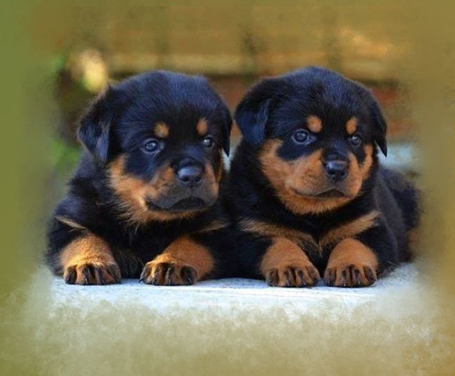 Rottweiler en Venta | Criadero Rottweiler.mx
