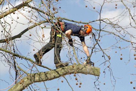 Tree cutting, pruning and lopping | Advanced Arb Ltd