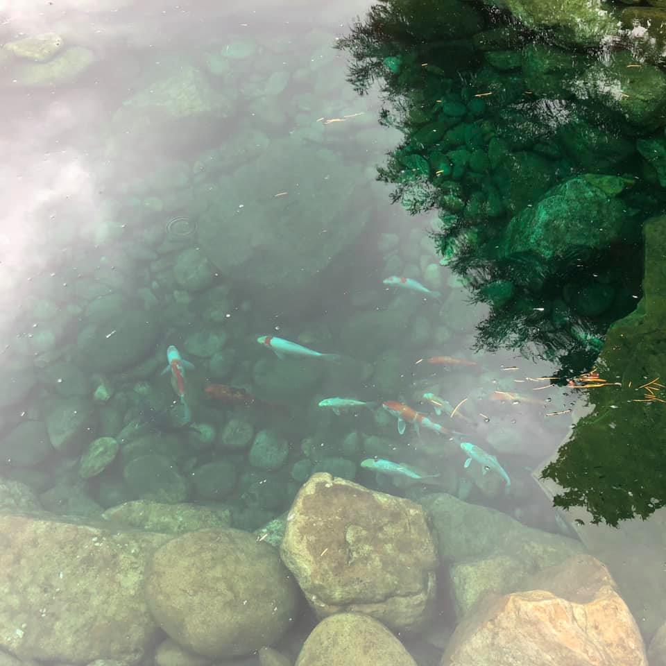 Koi Pond Cleaning | Newnan, GA | Aqua Gardens