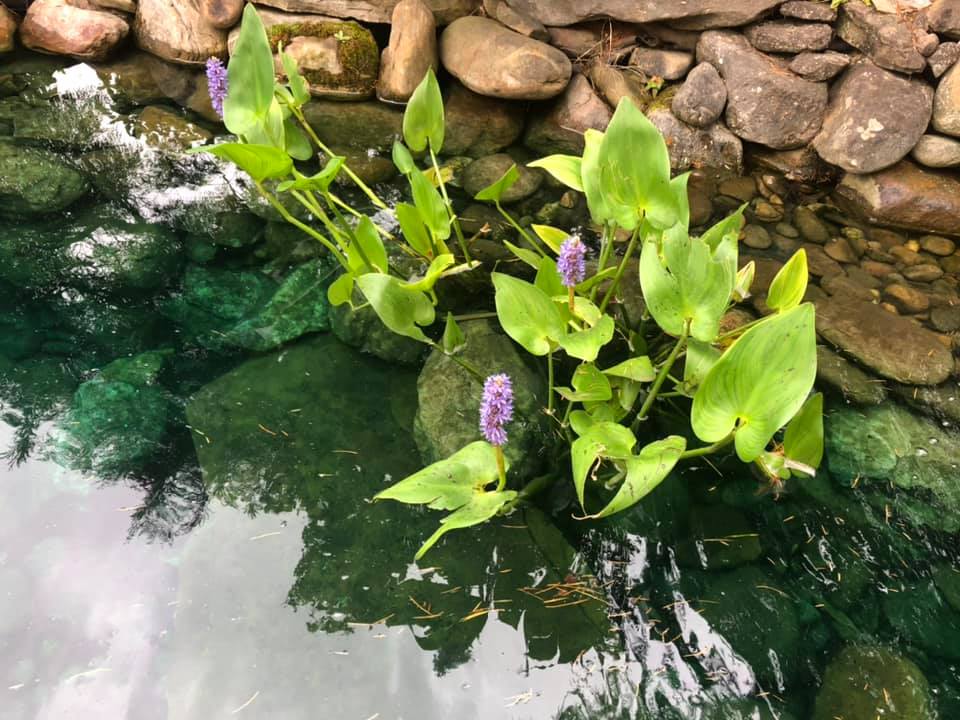 Koi Pond Cleaning | Newnan, GA | Aqua Gardens