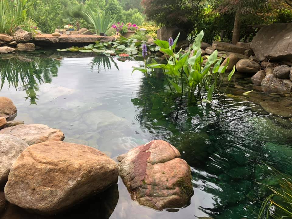 Koi Pond Cleaning | Newnan, GA | Aqua Gardens