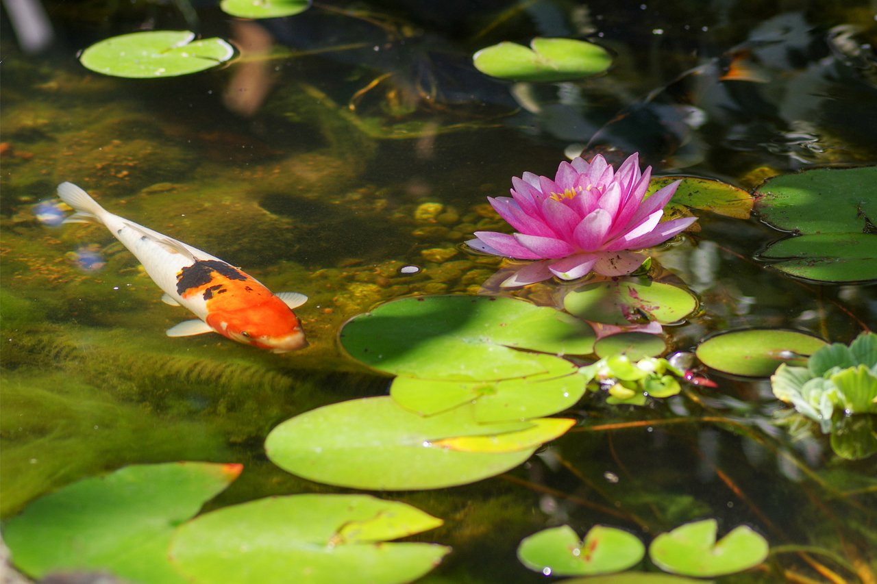 Koi Pond Cleaning | Newnan, GA | Aqua Gardens