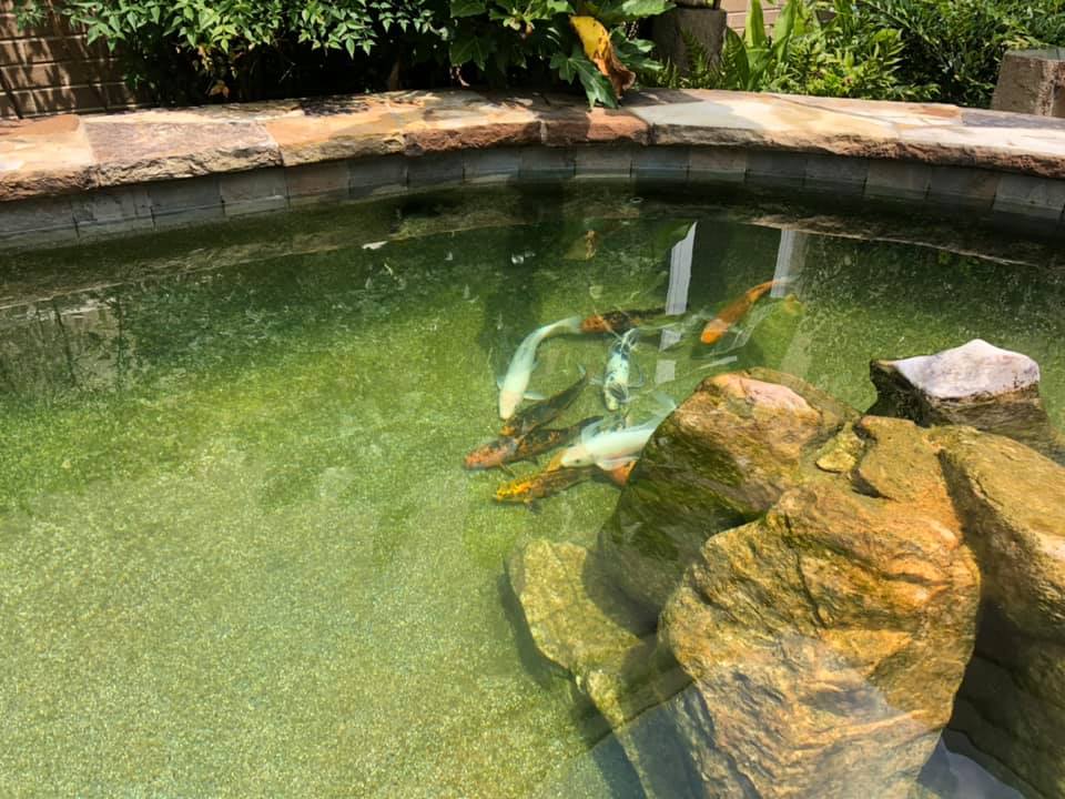 Koi Pond Cleaning | Newnan, GA | Aqua Gardens