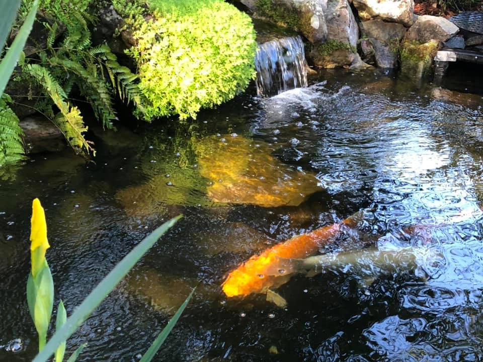 Koi Pond Cleaning | Newnan, GA | Aqua Gardens
