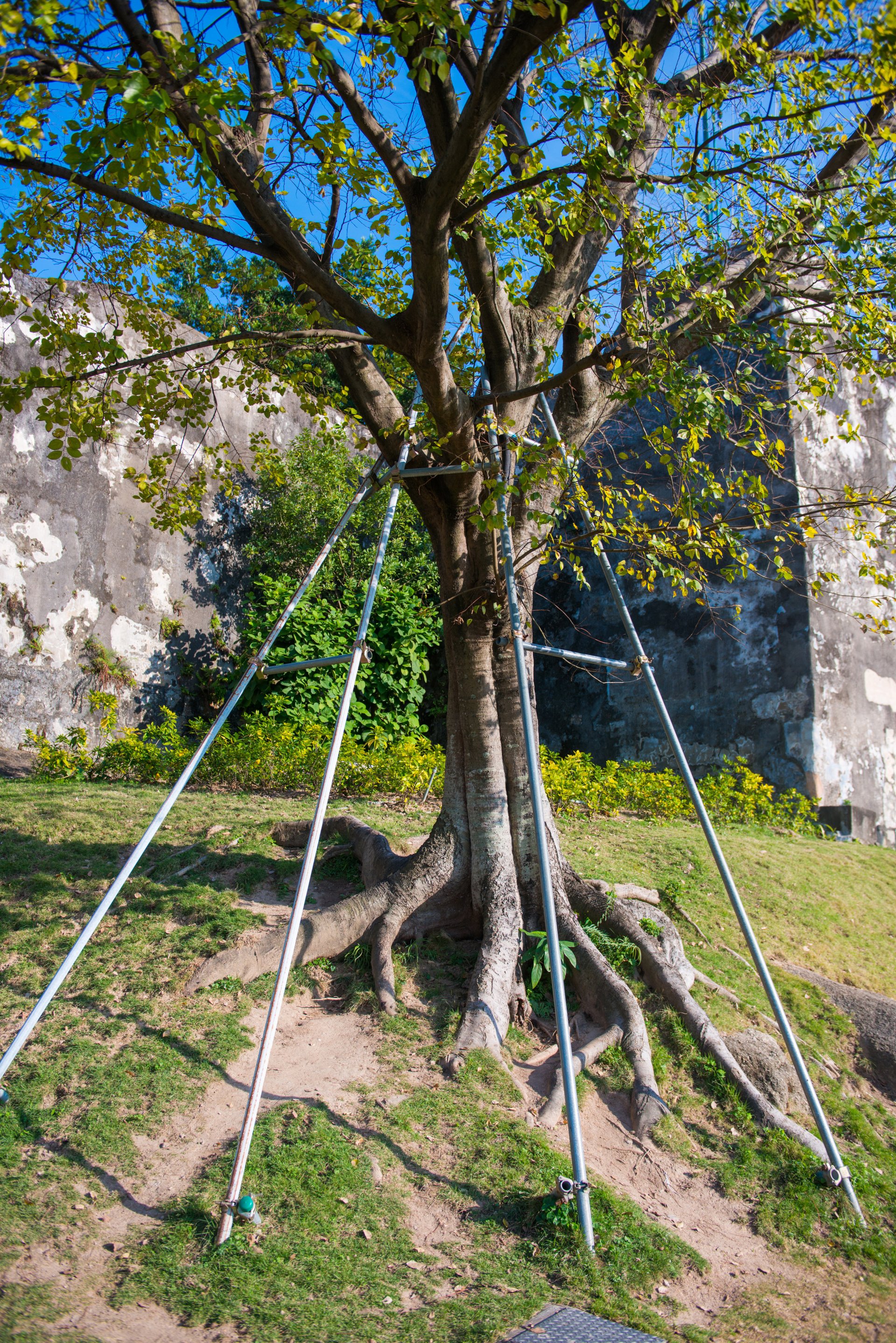 Action Tree Service | Arborist | Beaufort, SC
