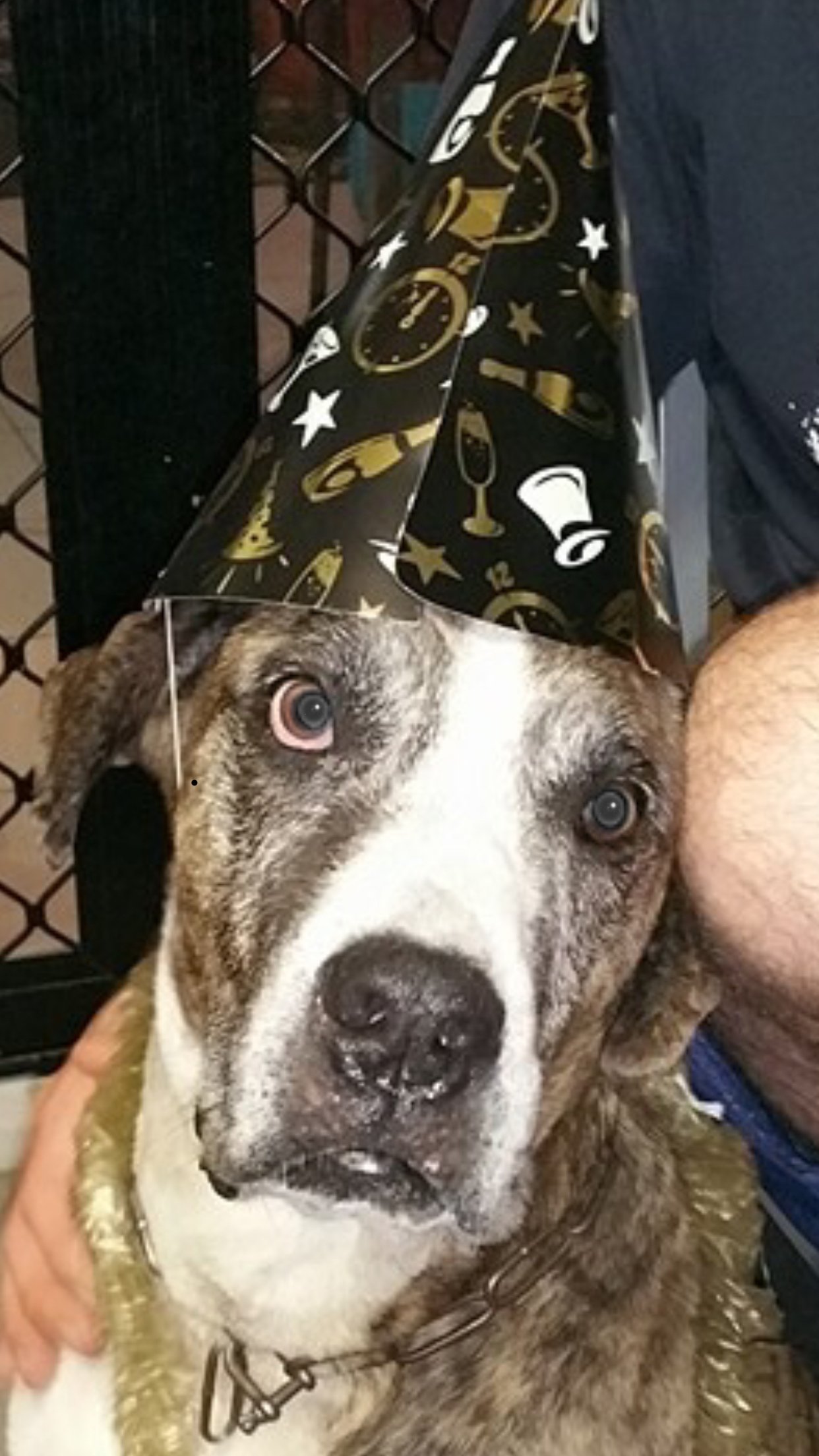 Memorial Wall L - Z 1 | Pet Heaven NQ