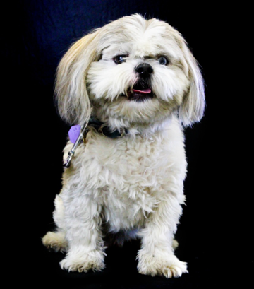 Memorial Wall L - Z 7 | Pet Heaven NQ