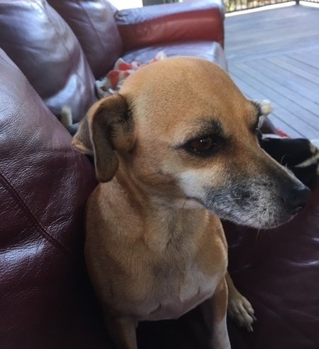 Memorial Wall L - Z 1 | Pet Heaven NQ