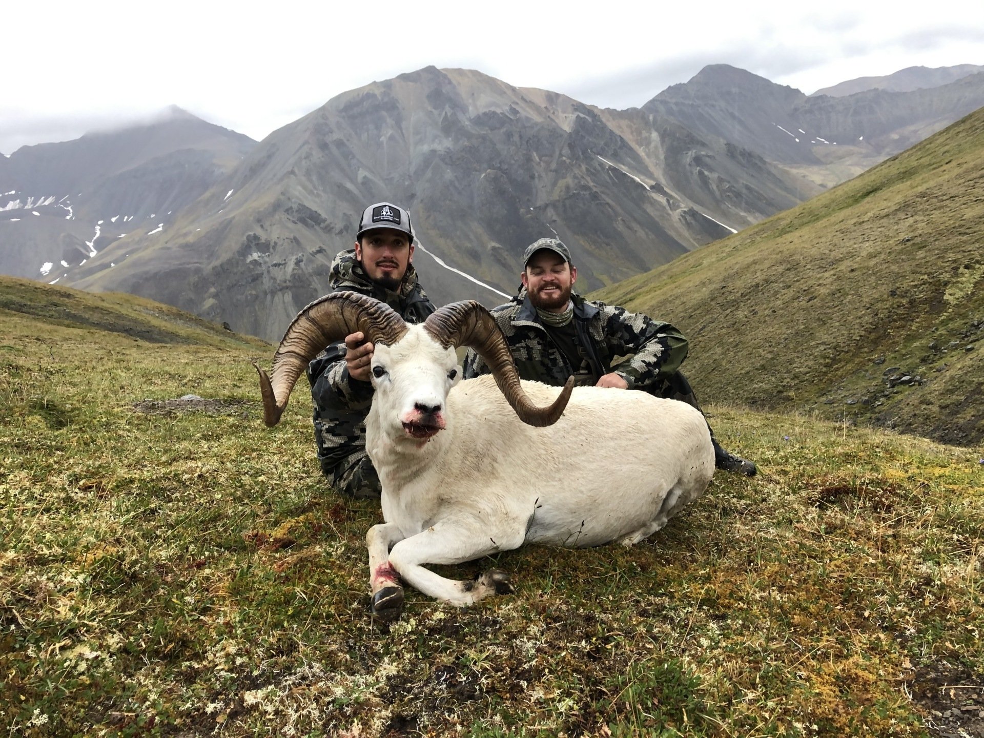 Dall Sheep Hunting Sheep Hunting, Alaska