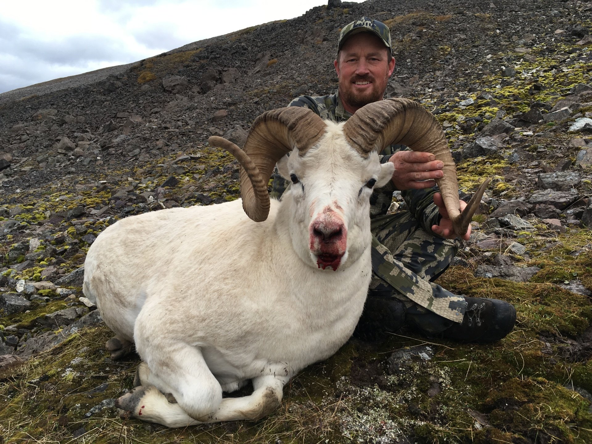 Dall Sheep Hunting Sheep Hunting, Alaska