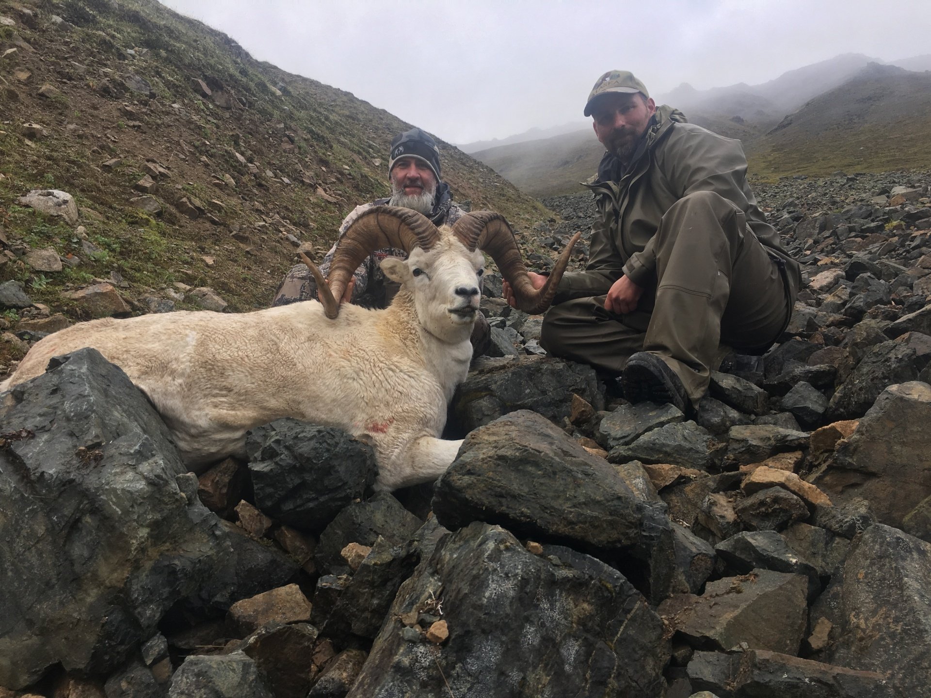 Dall Sheep Hunting Sheep Hunting, Alaska