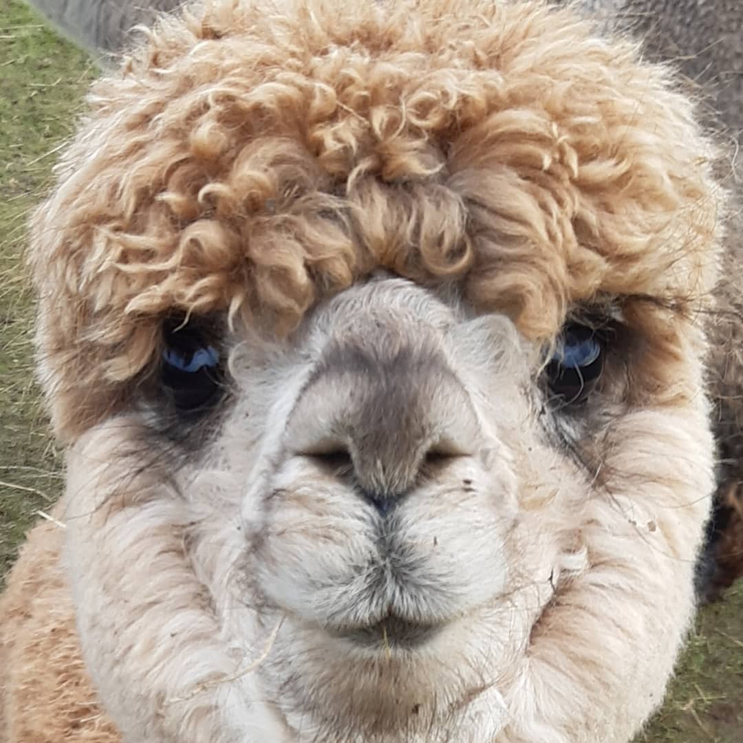 Meet the Alpacas