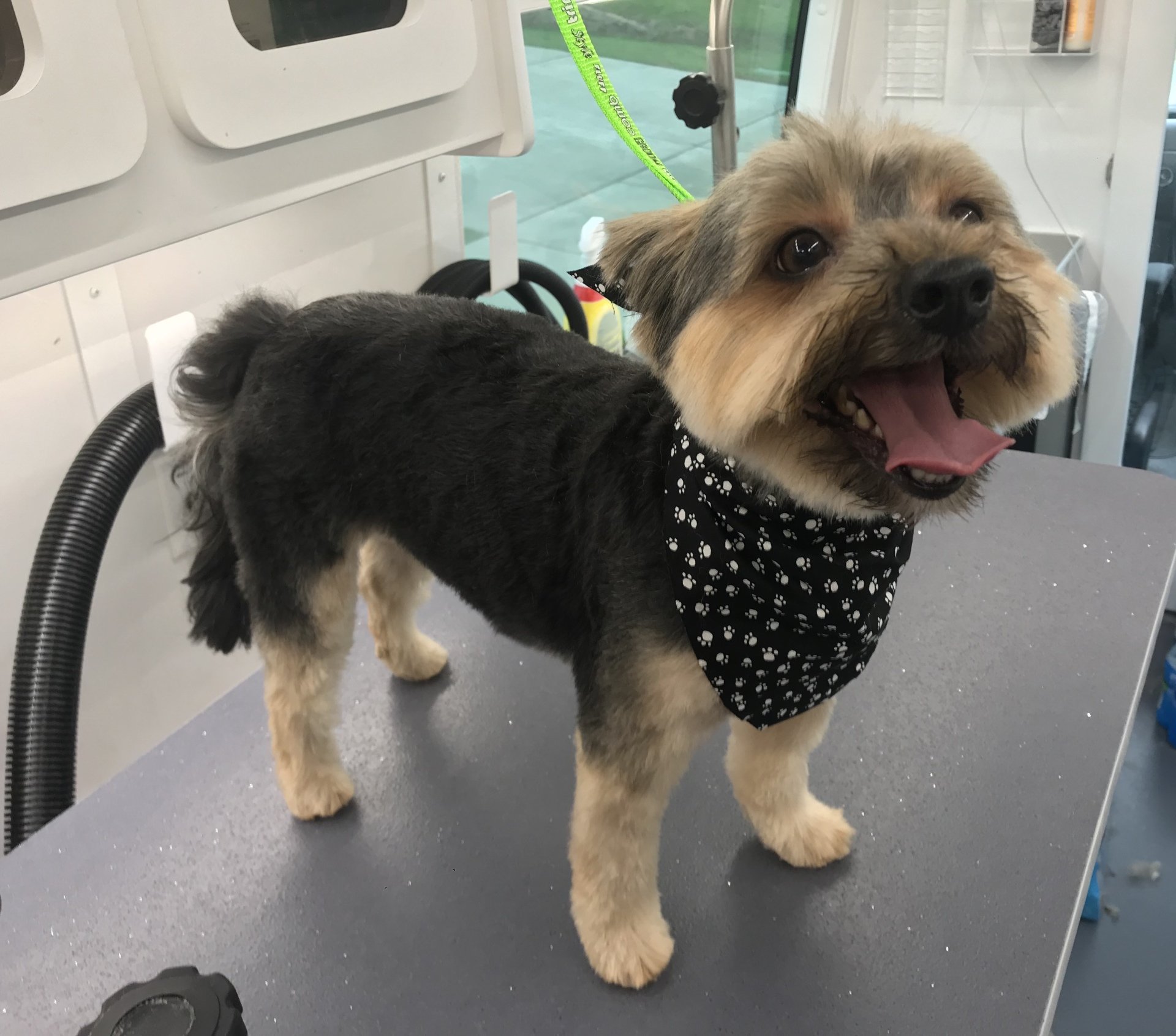 Mobile Dog Groomer Near Me | McKinney, Allen, Frisco & Plano | Primped Pooches