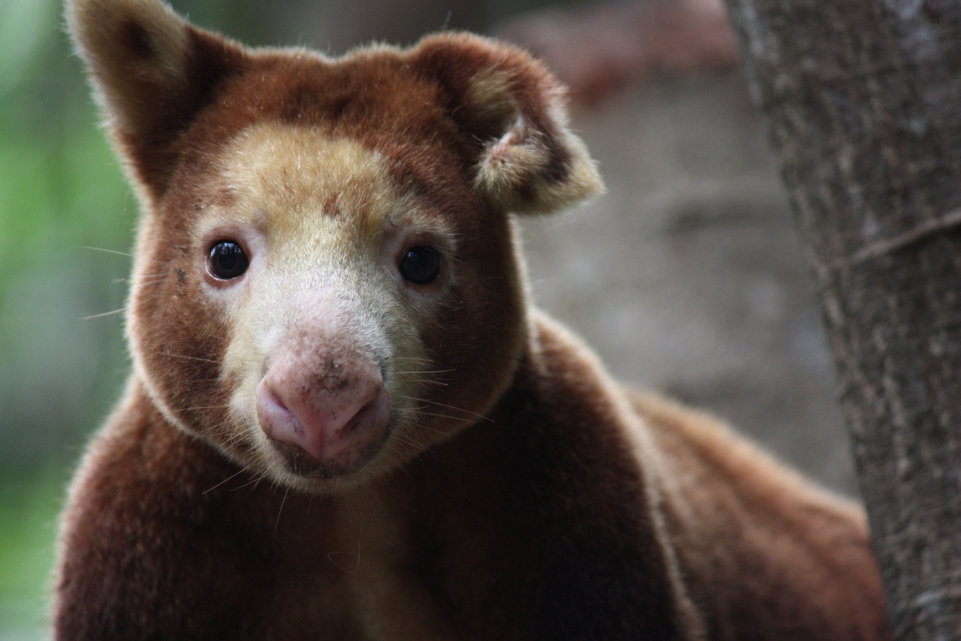 Port Moresby Nature Park