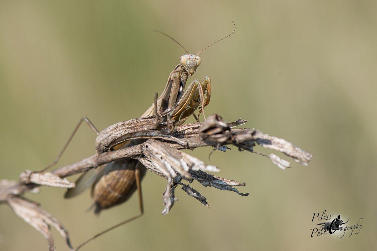 Fotos von Gottesanbeterinnen