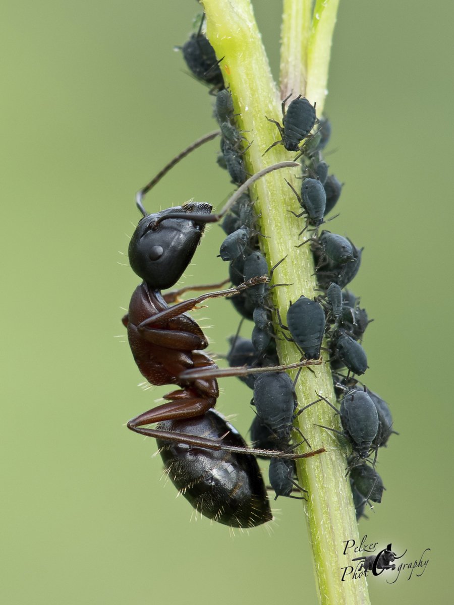 Fotografien von Hautflüglern wie Ameisen und Wespen