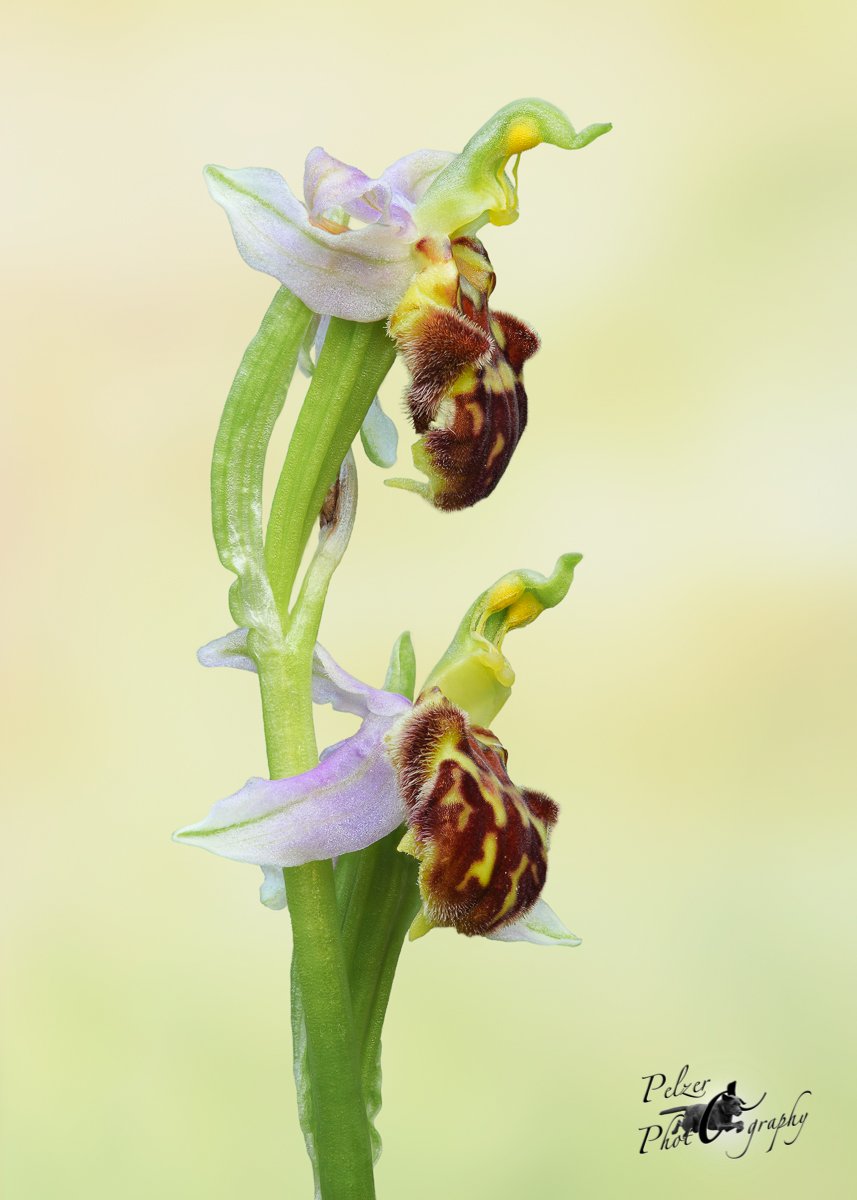 Fotos heimischer Orchideen