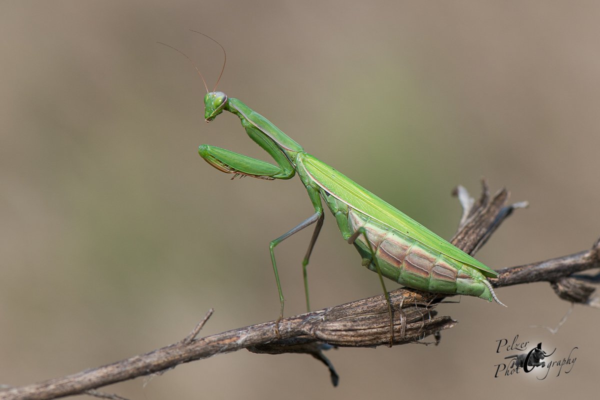 Fotos von Gottesanbeterinnen