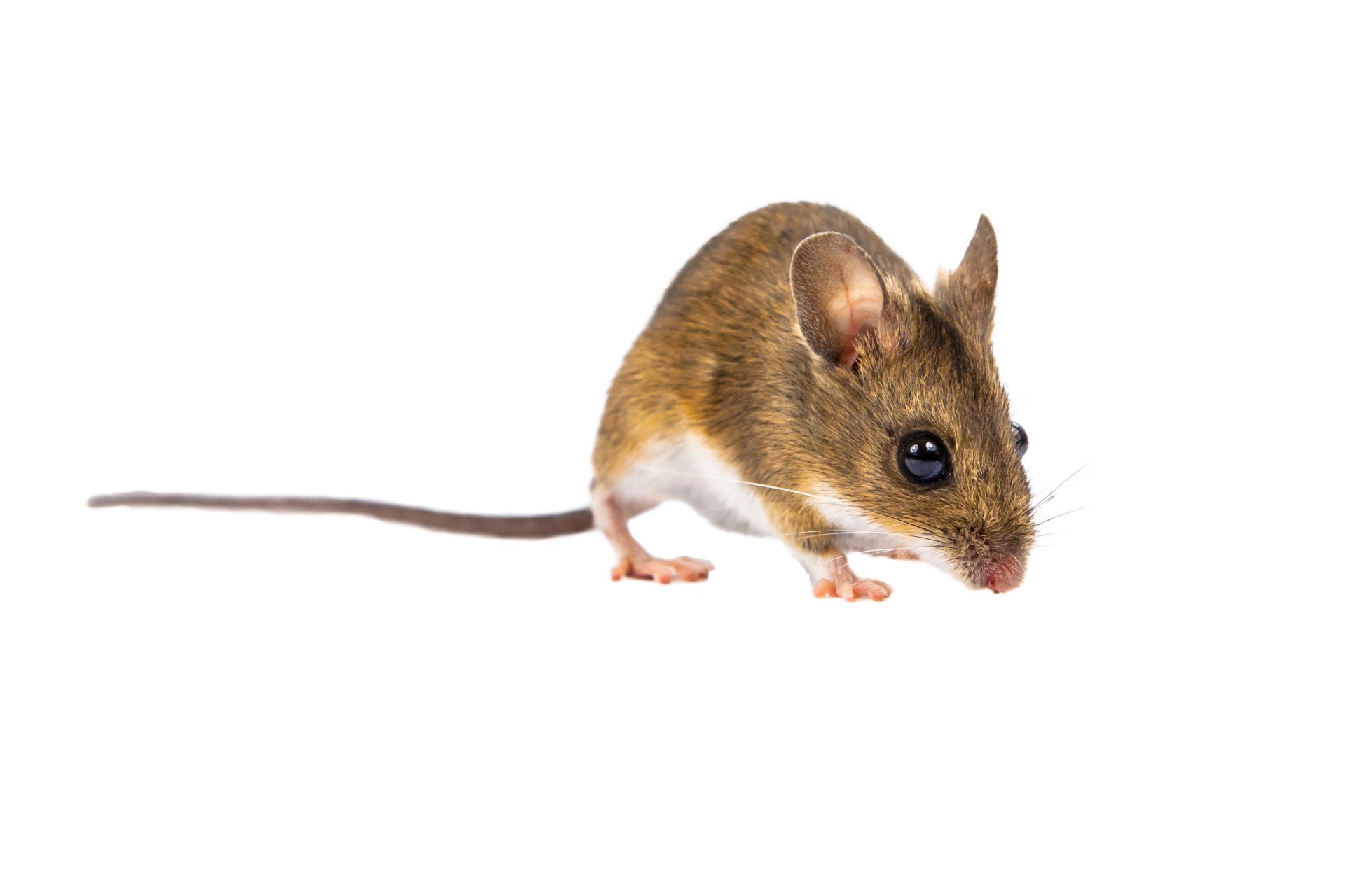 Pest Assassins - Mice Information